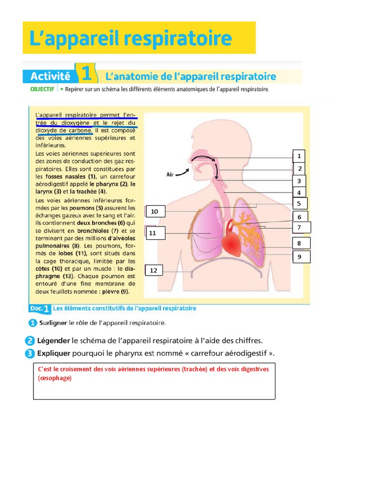Anatomie et Fonction de l'Appareil Respiratoire | PDF | Système ...