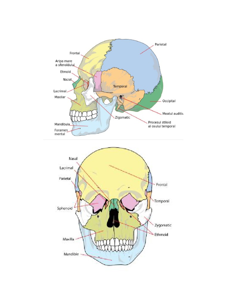 Cutia Craniana | PDF