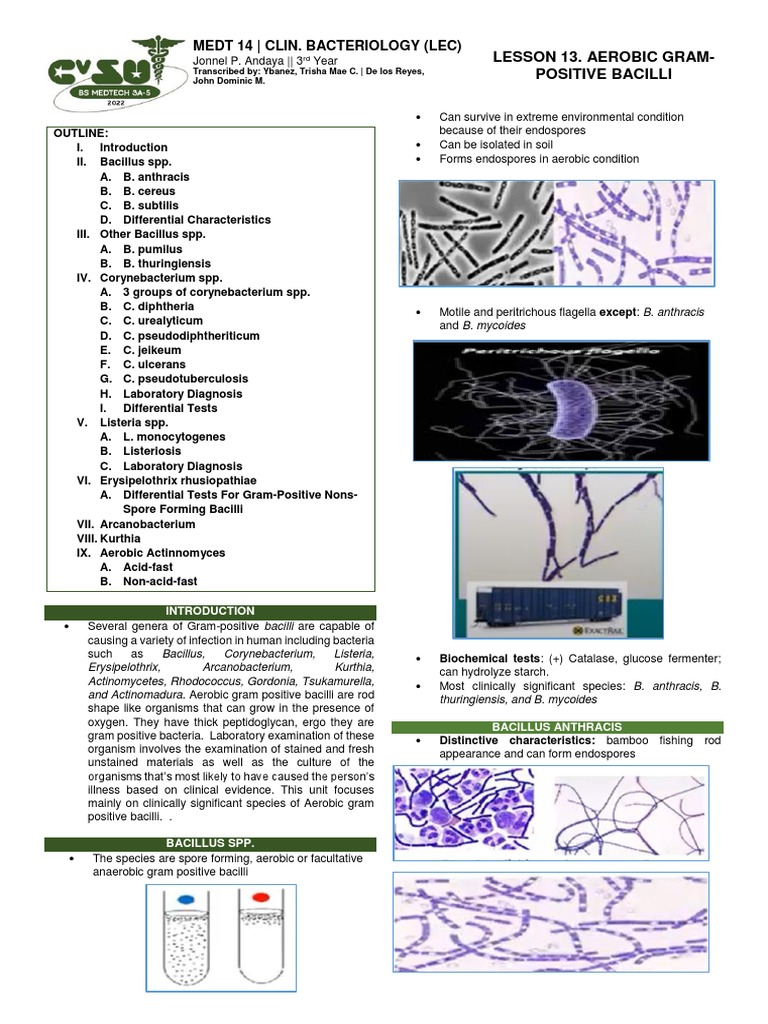 13 Aerobic Gram Positive Bacilli PDF | PDF | Bacillus | Clinical Medicine