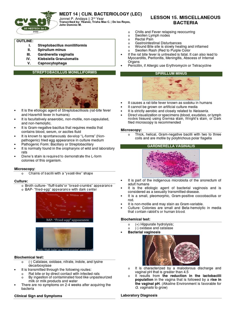 Overview of Miscellaneous Bacteria | PDF | Medical Specialties ...