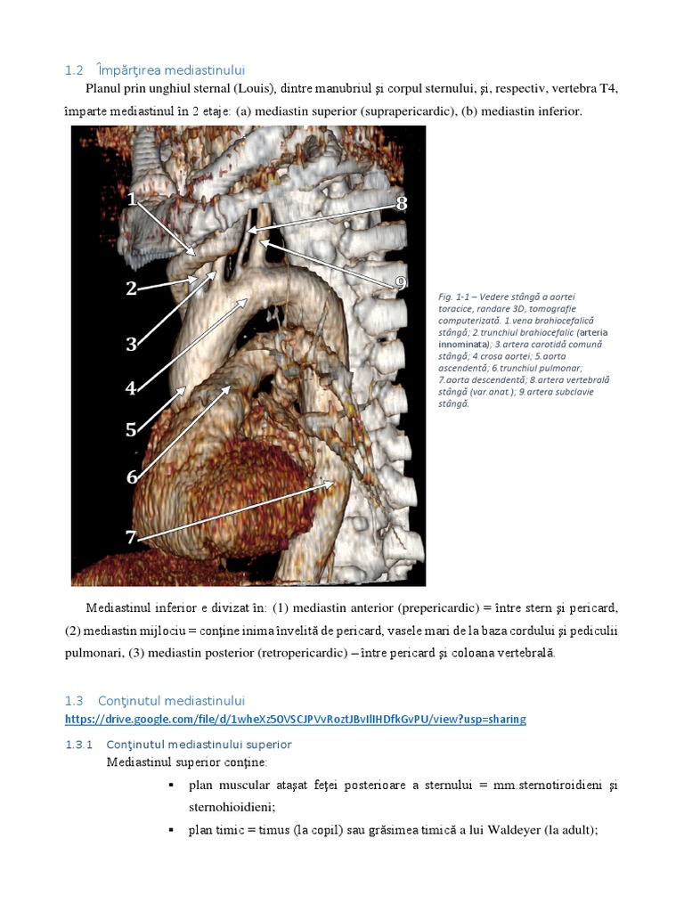 Schema Anat An1 PDF | PDF