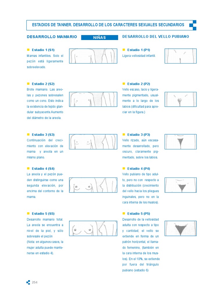 Estadios de Tanner Desarrollo de Los Car | PDF | Pecho | Pelvis