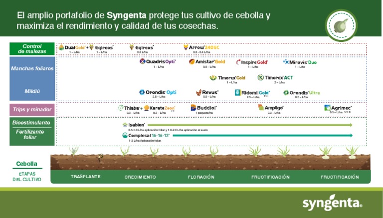Fenologia Cebolla 2022 PDF | PDF