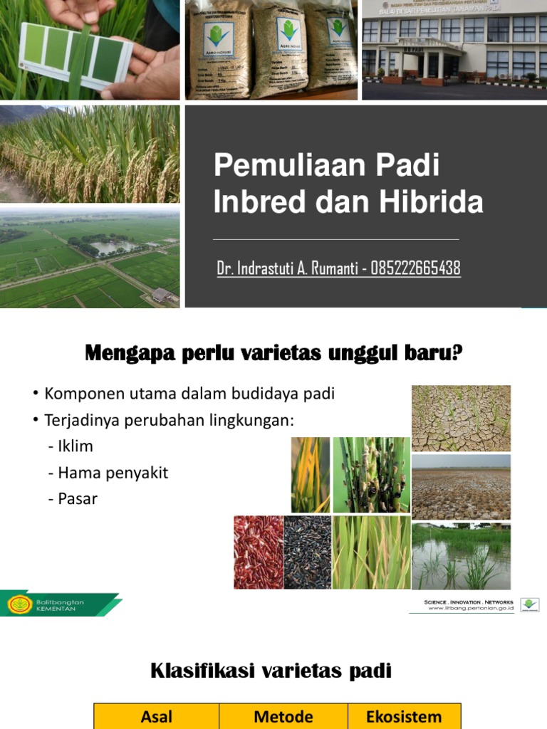 Pemuliaan Padi Inbred Dan Hibrida | PDF