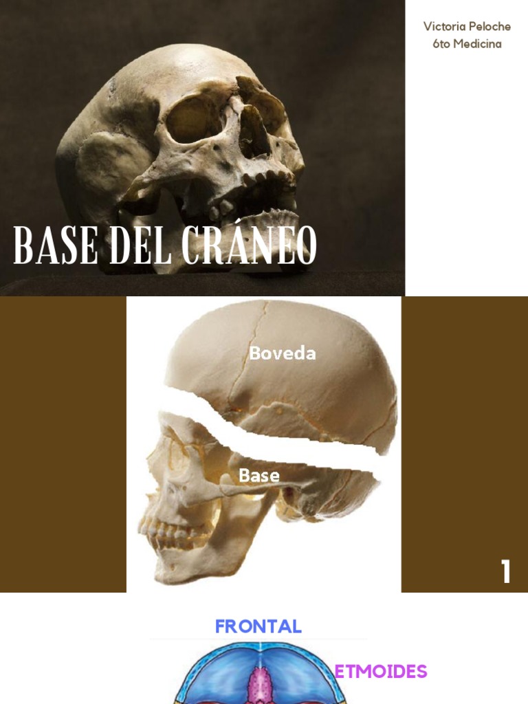 Anatomía de la Base del Cráneo | PDF