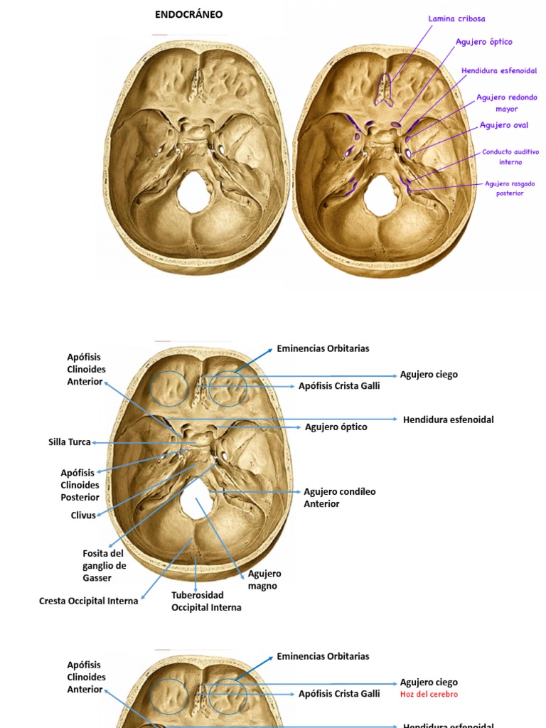 Embriología Del Foramen Ciego