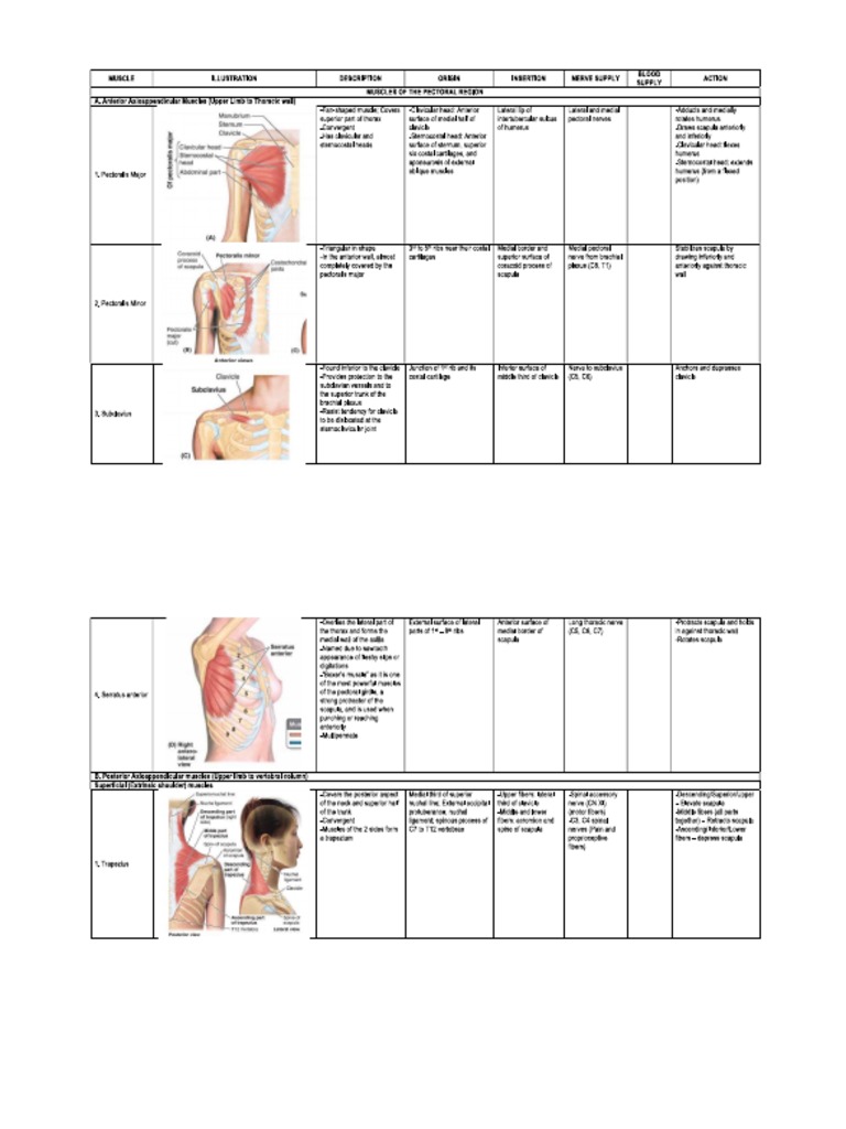 Muscles of Upper Limb Real PDF | PDF