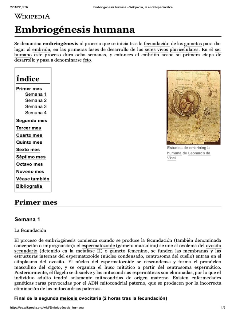 Embriogénesis Humana - Wikipedia, La Enciclopedia Libre | PDF