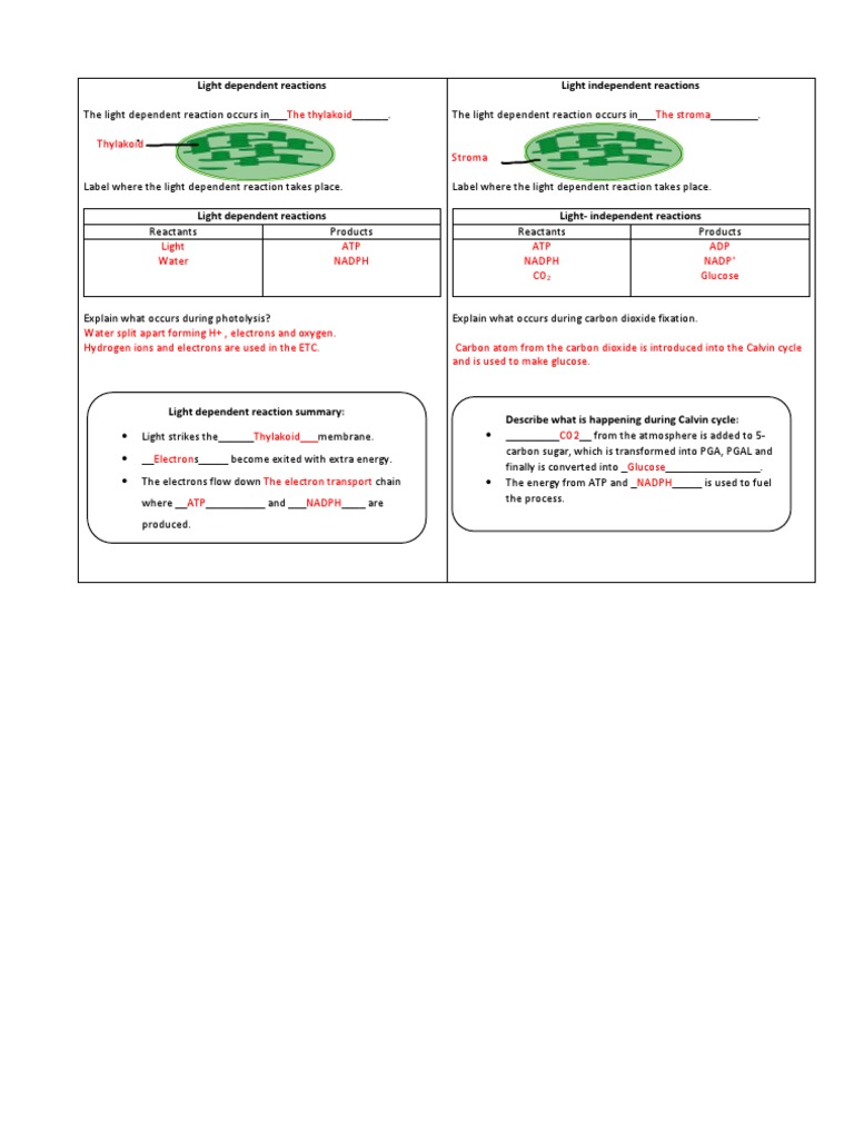Light Dependent Reactions - Answers | PDF