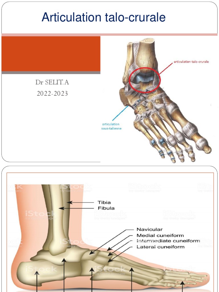 Anatomie et Fonction de l'Articulation Talo-Crurale | PDF | Pied ...
