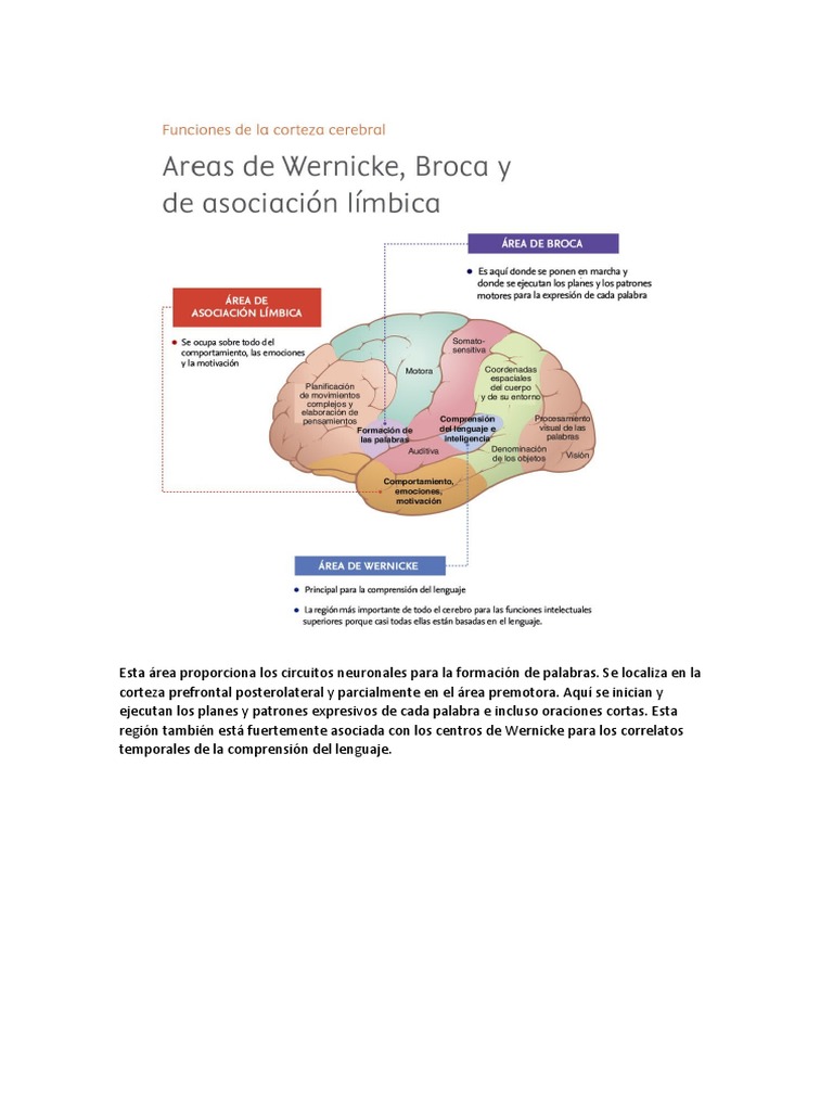 Area de Broca | PDF