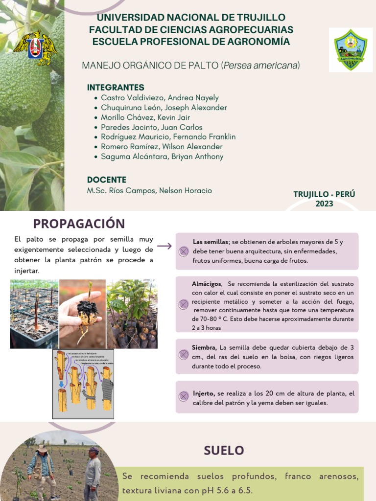 Manejo Orgánico de Palto | PDF | Riego | Aguacate
