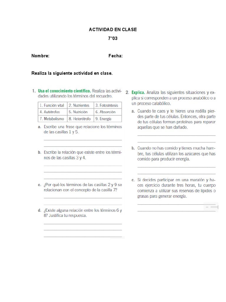 Actividad en Clase Metabolismo 7° | PDF