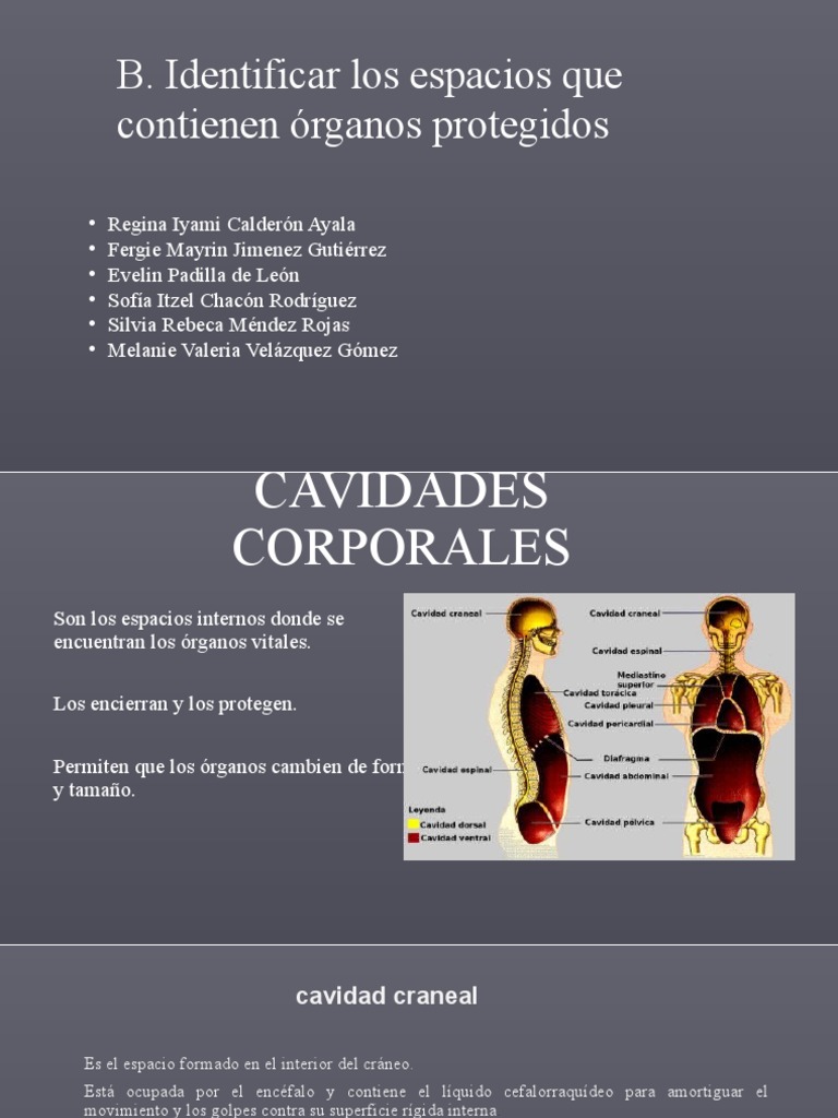 Cavidades Corporales | PDF | Abdomen | Tórax
