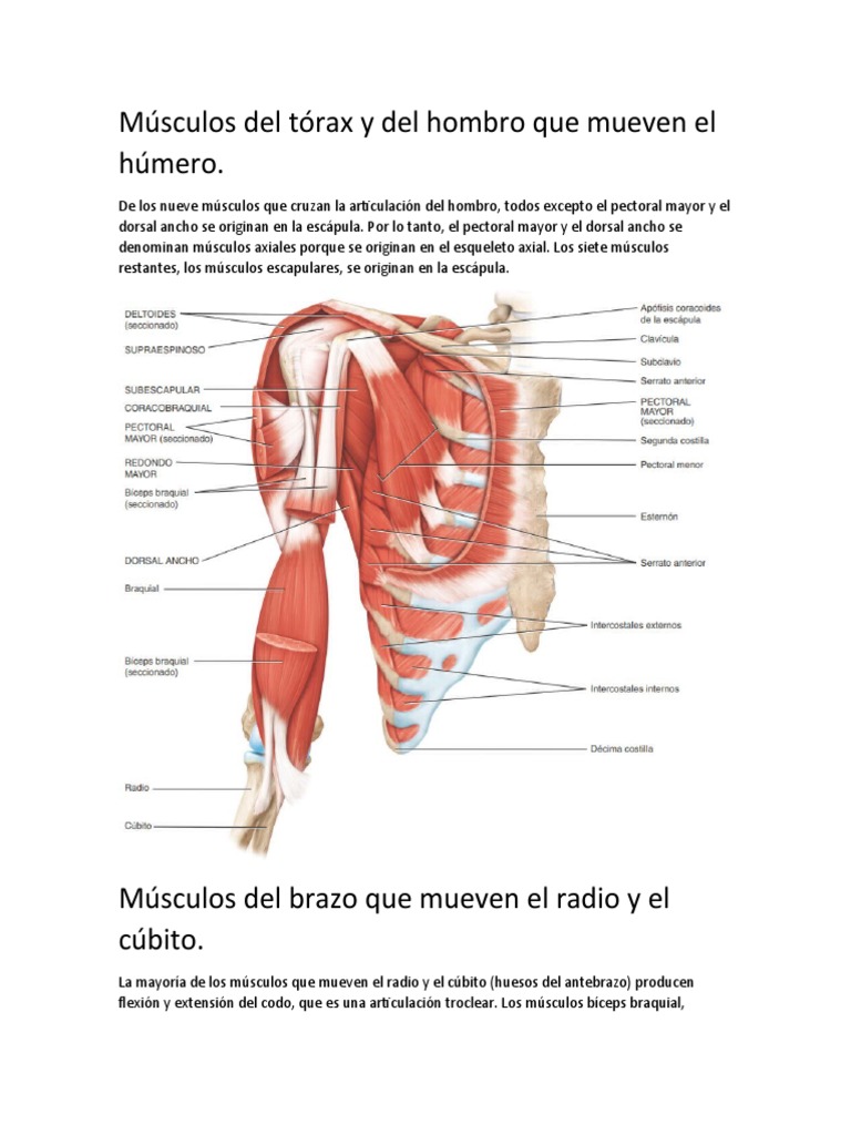 Músculos Brazos | PDF | Mano | Codo