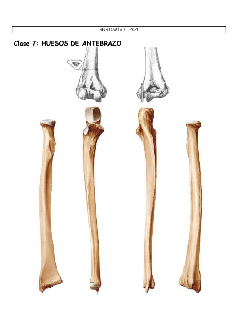 Clase 7 - Codo y Músculos de Brazo | PDF | Codo | Sistema esquelético