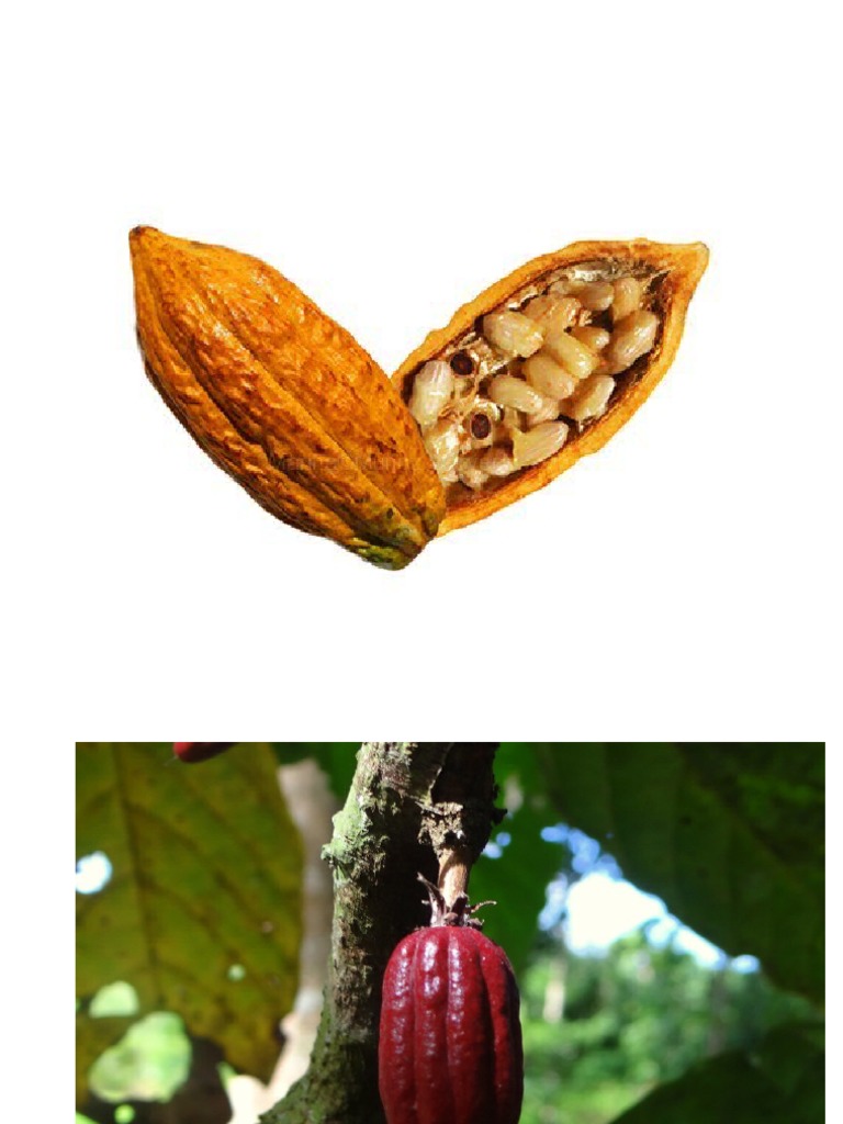 Proceso Del Caco | PDF