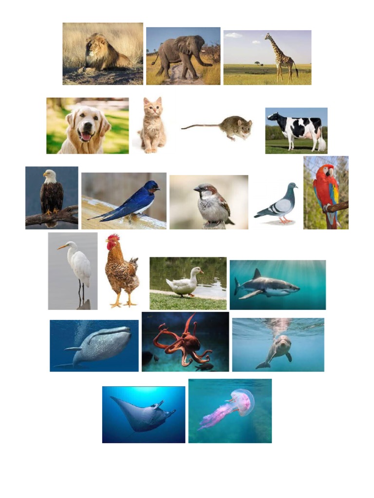 Animales | PDF