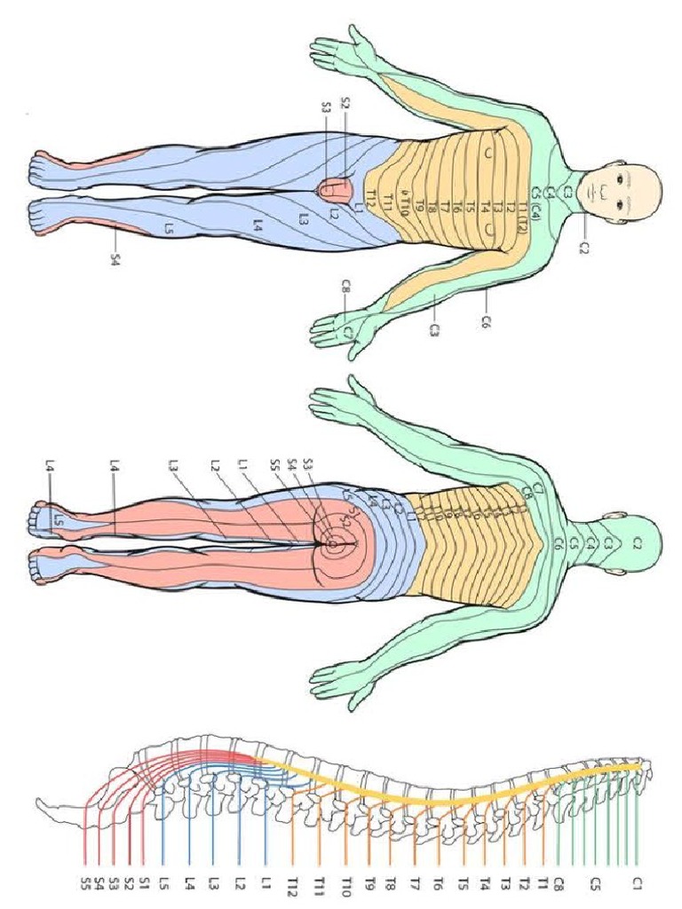 Dermatoma.docx | PDF