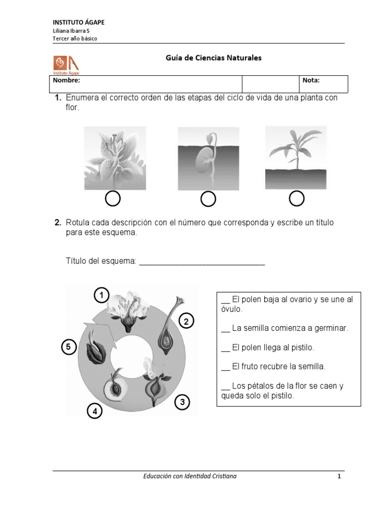Guía 3B APOYO EXAMEN CIENCIASLas Plantas Alimentos | PDF | Plantas | Flores
