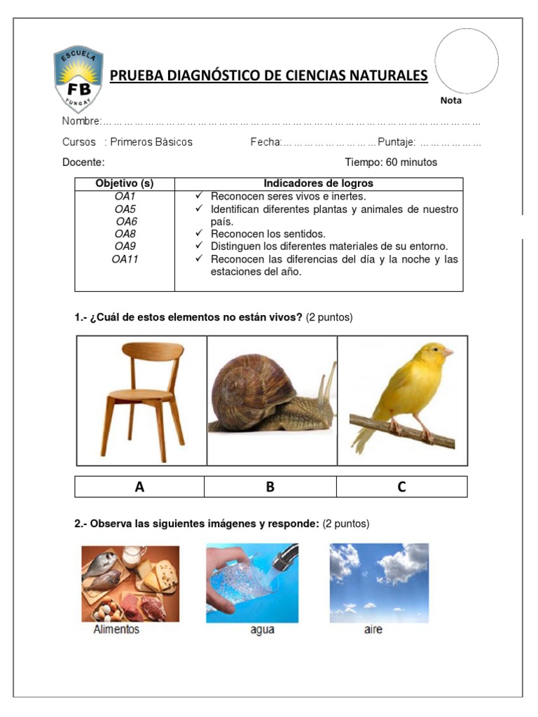 Prueba Diagnóstico Ciencias Naturales 1° Básico | PDF
