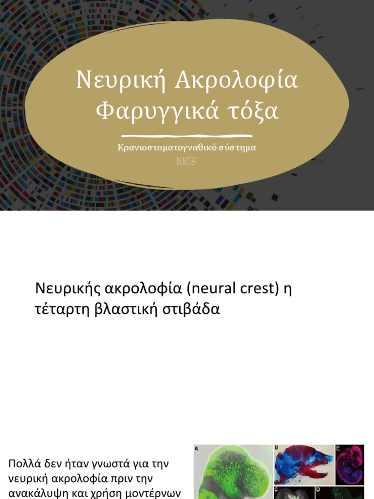 Νευρική ακρολοφία Φαρυγγικά τόξα-2022 - Koutlas PDF | PDF