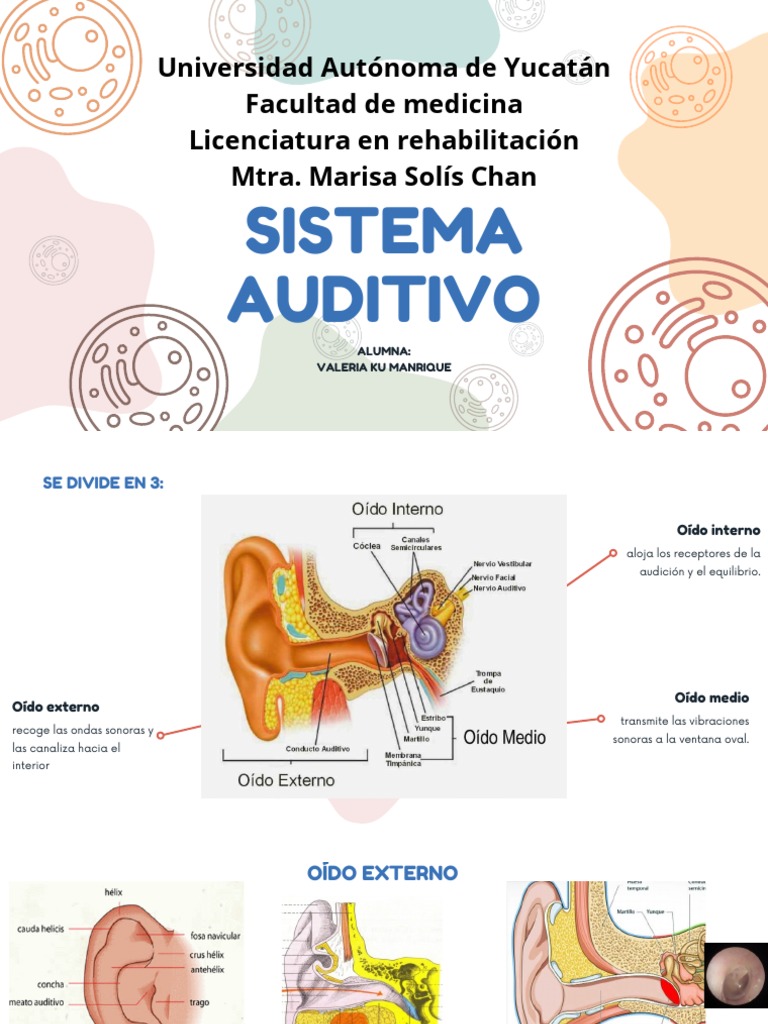 Sistema Auditivo | PDF | Oído | Escuchando