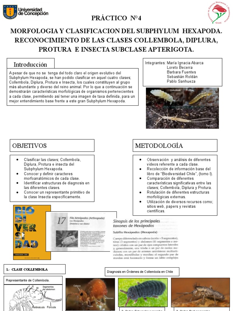 Subphylum Hexapoda | PDF | Hexapoda | Taxa
