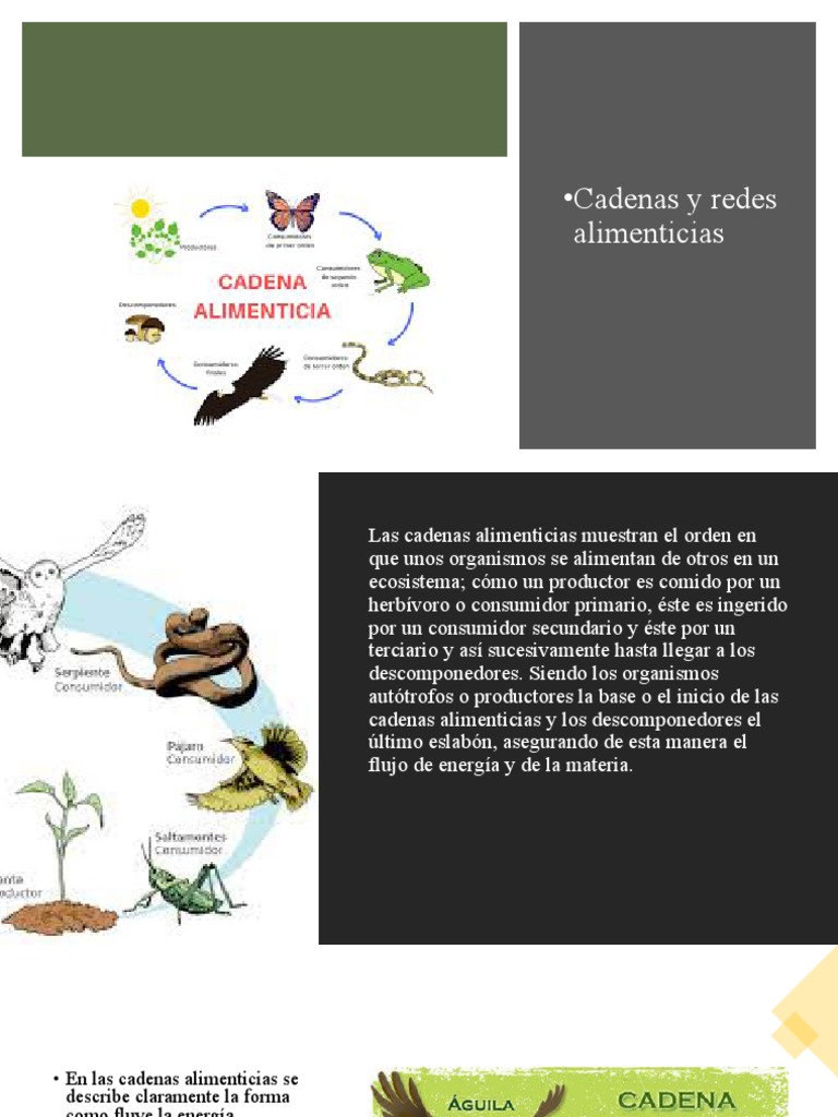 Cadenas y Redes Alimenticias | PDF