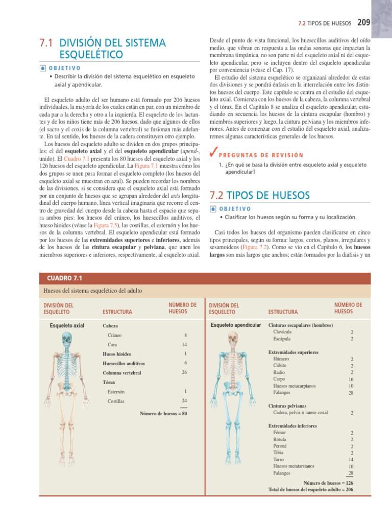 Tipos de Hueso | PDF | Hueso | Esqueleto