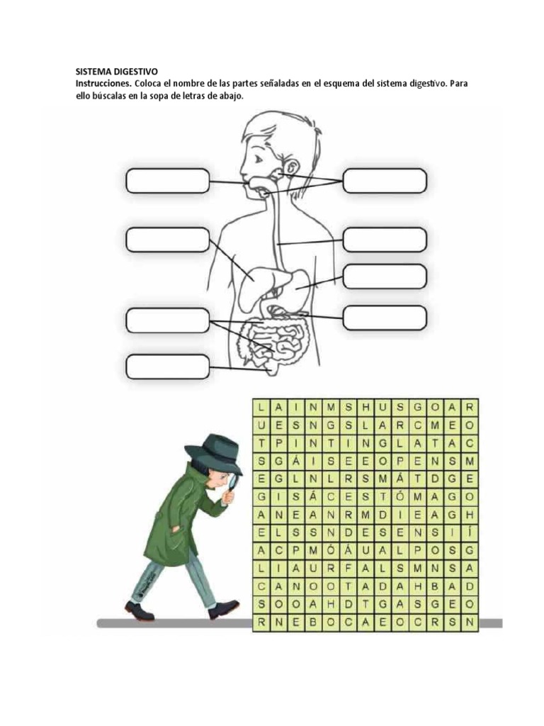 Actividades Sobre El Sistema Digestivo | PDF