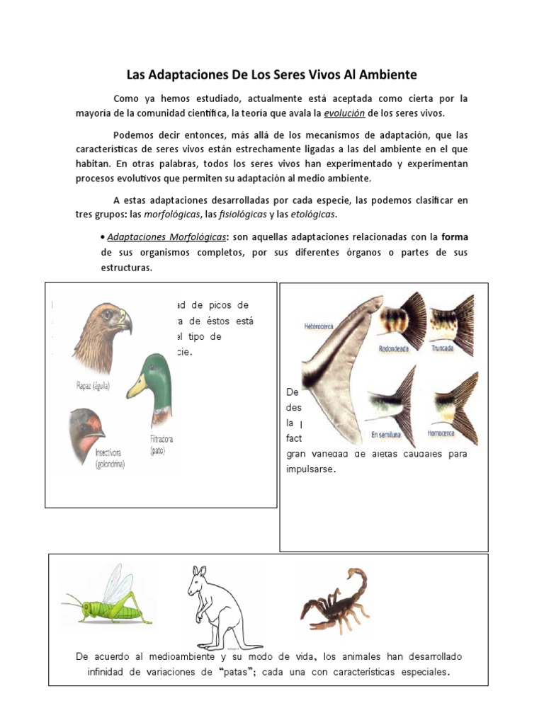 Las Adaptaciones de Los Seres Vivos Al Ambiente | PDF | Adaptación ...