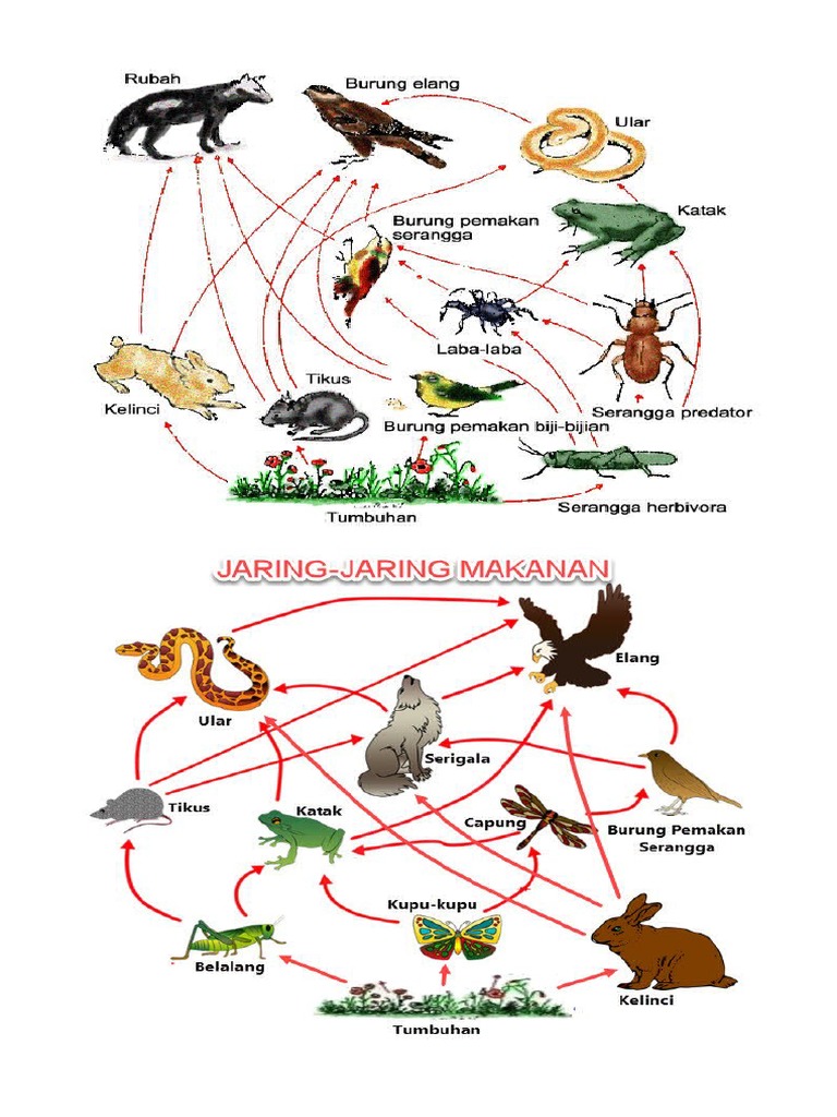 Jaring-Jaring Makanan | PDF