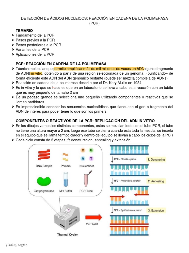 Patomolecular 2 PCR PDF | PDF | Primer (Biología Molecular) | Reacción en cadena de la polimerasa