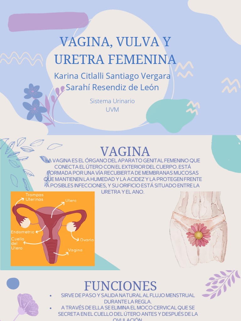Vagina, Vulva y Uretra | PDF | Vagina | Labios