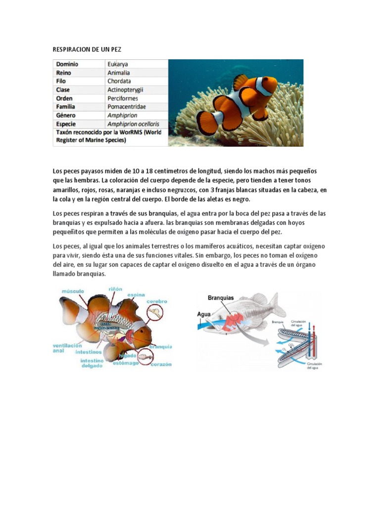 Respiracion de Un Pez | PDF