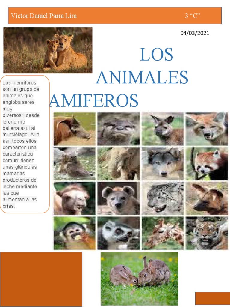 Los Animales Mamiferos | PDF