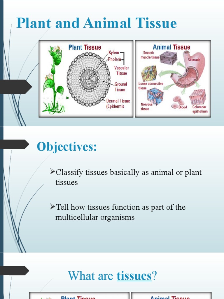 Plant vs Animal Tissue Overview | PDF | Tissue (Biology) | Connective ...