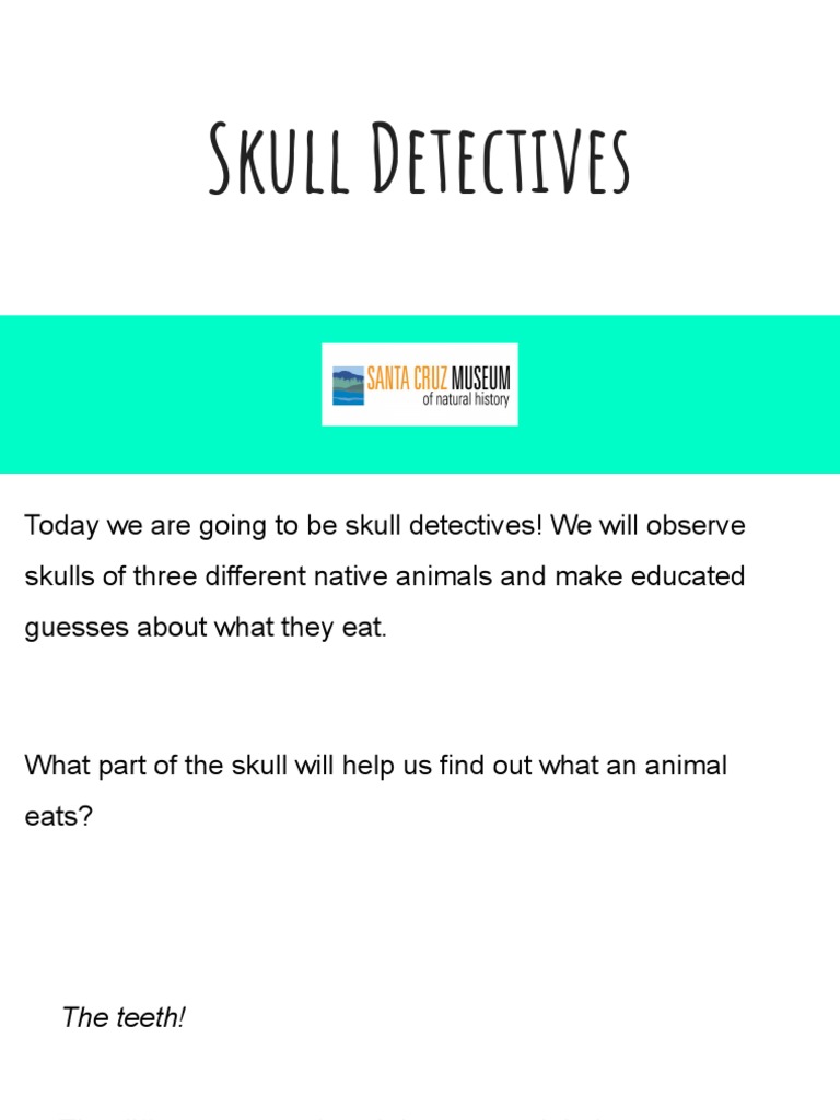 Skull Detectives | PDF | Tooth | Organisms