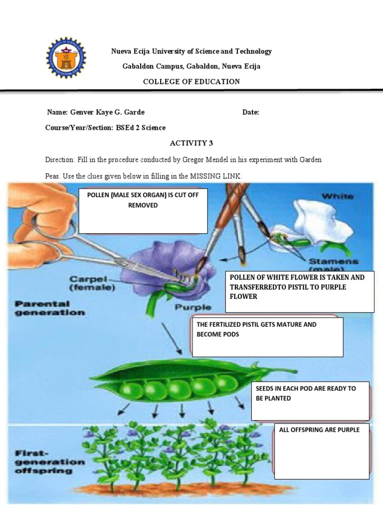 Mendel's Garden Pea Experiment Steps | PDF