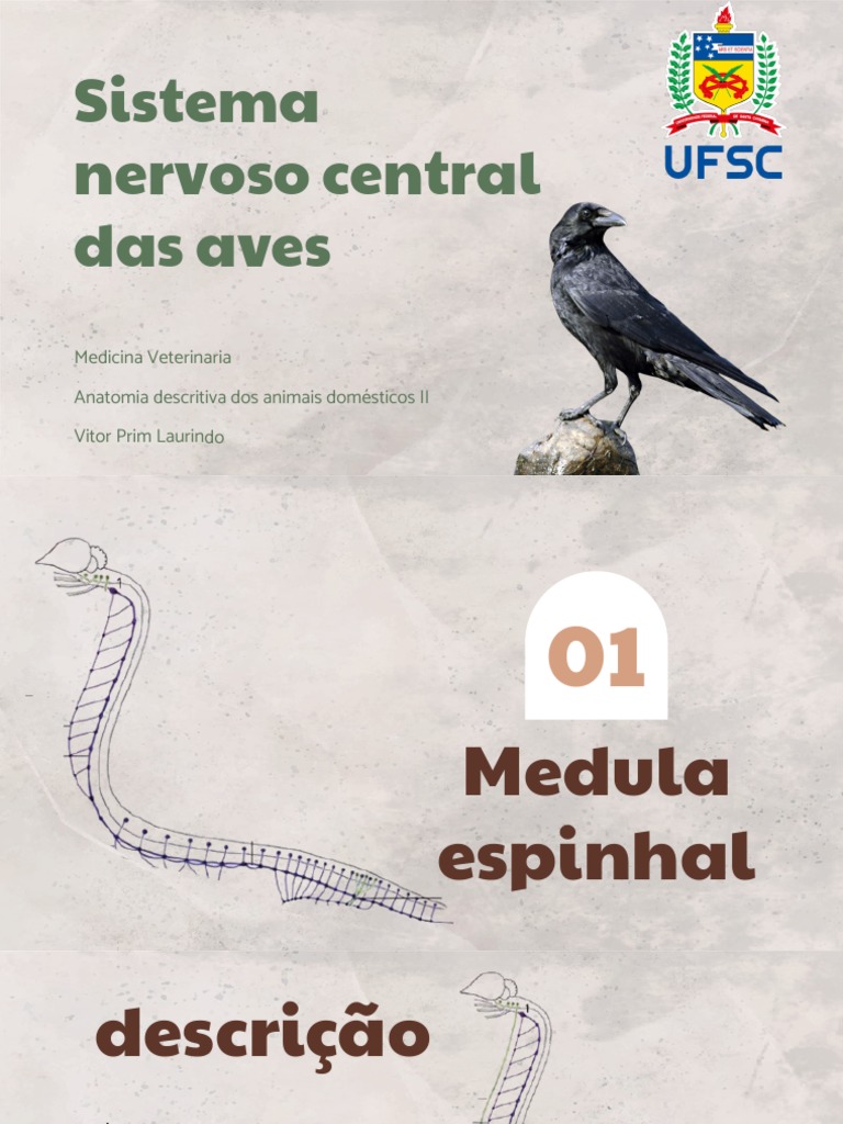 Sistema Nervoso Central Das Aves | Download grátis PDF | Medula ...