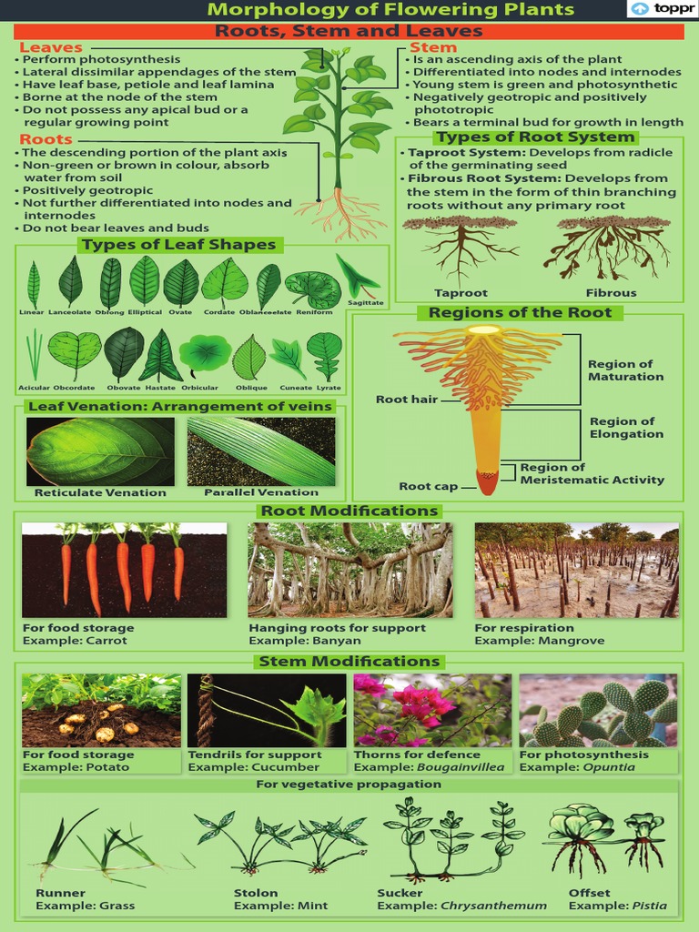 Roots Stem and Leaves | PDF | Leaf | Root
