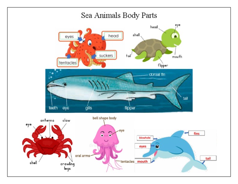 Sea Animals Body Parts | PDF