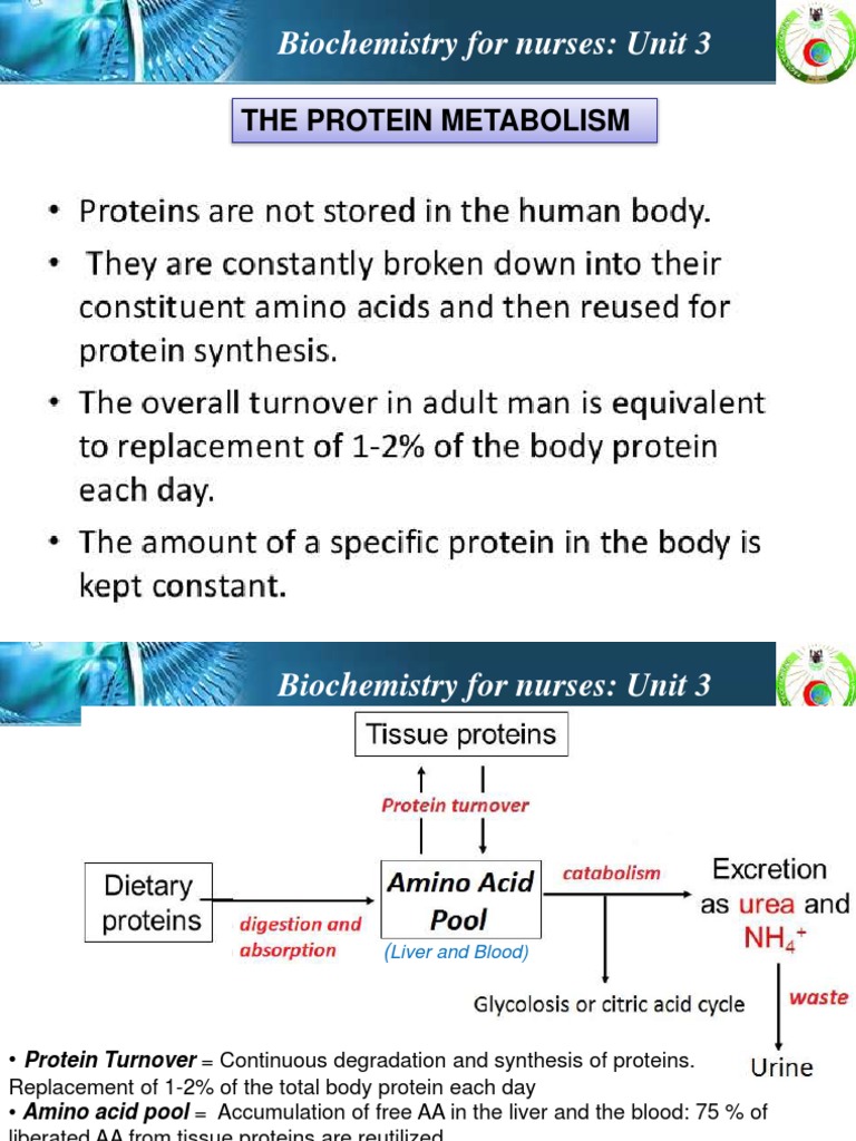Protein Metabolism | Download Free PDF | Biochemistry | Chemistry