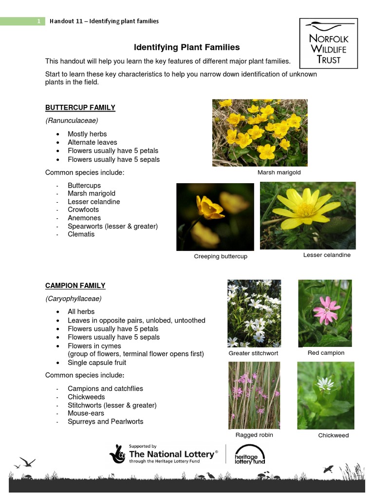 Handout 11 Identifying Plant Families | PDF | Plants | Botany