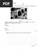 Magnification Worksheet | PDF | Units Of Measurement | Teaching Mathematics