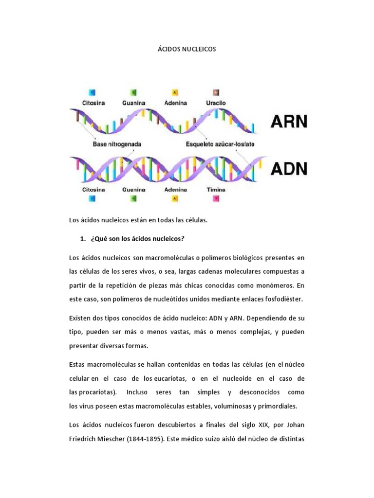 ÁCIDOS NUCLEICOS | PDF | Ácidos nucleicos | Adn