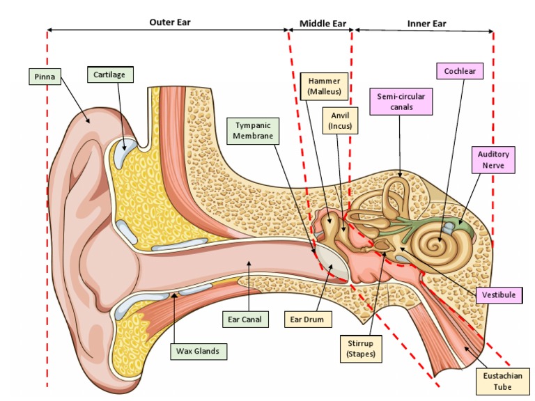 Lesson 1 The Human Ear Labelled Structure Overview Poster | PDF