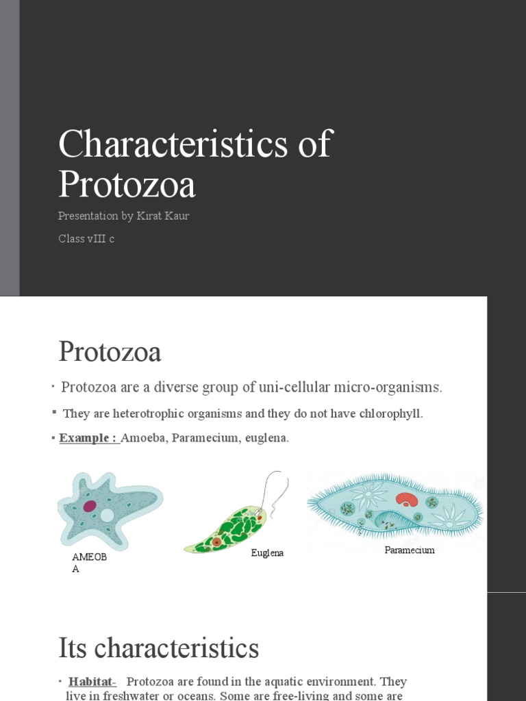 Characteristics of Protozoa Explained | PDF