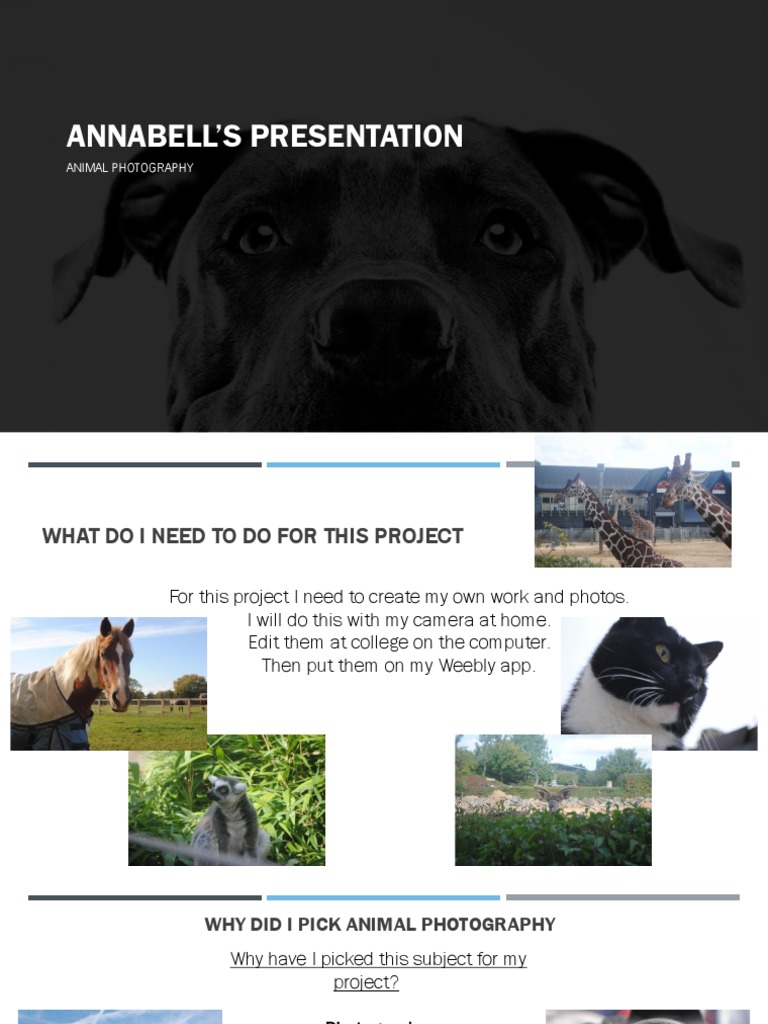Annabell'S Presentation: Animal Photography | PDF